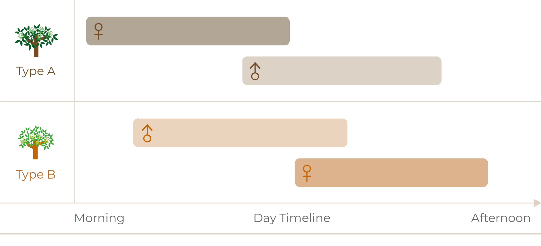 Cross-Pollination vs. Self-Pollination in Avocado – BloomX